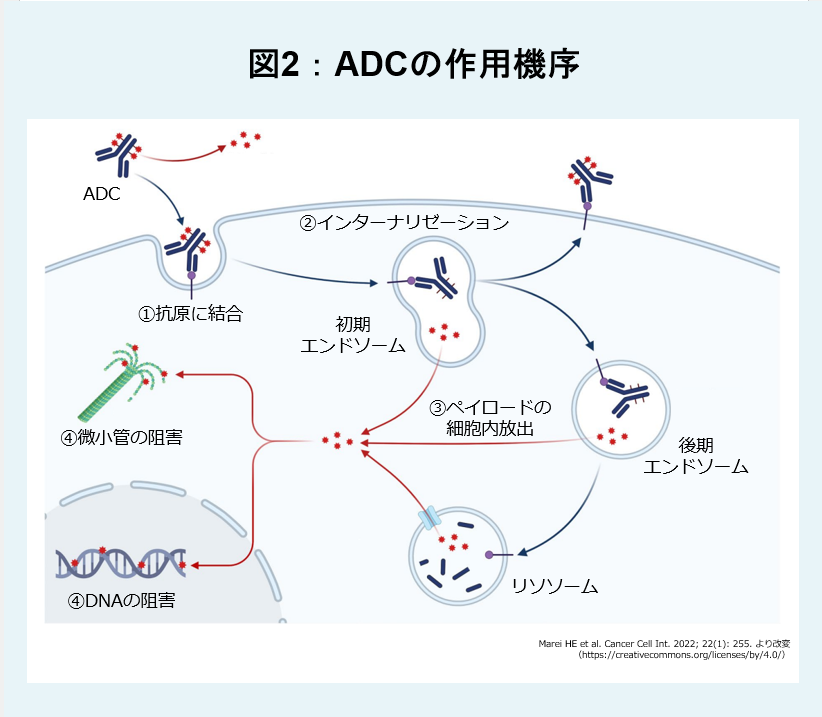 【トレンド】オンコロジー最前線#1：進化する抗体薬物複合体（ADC）